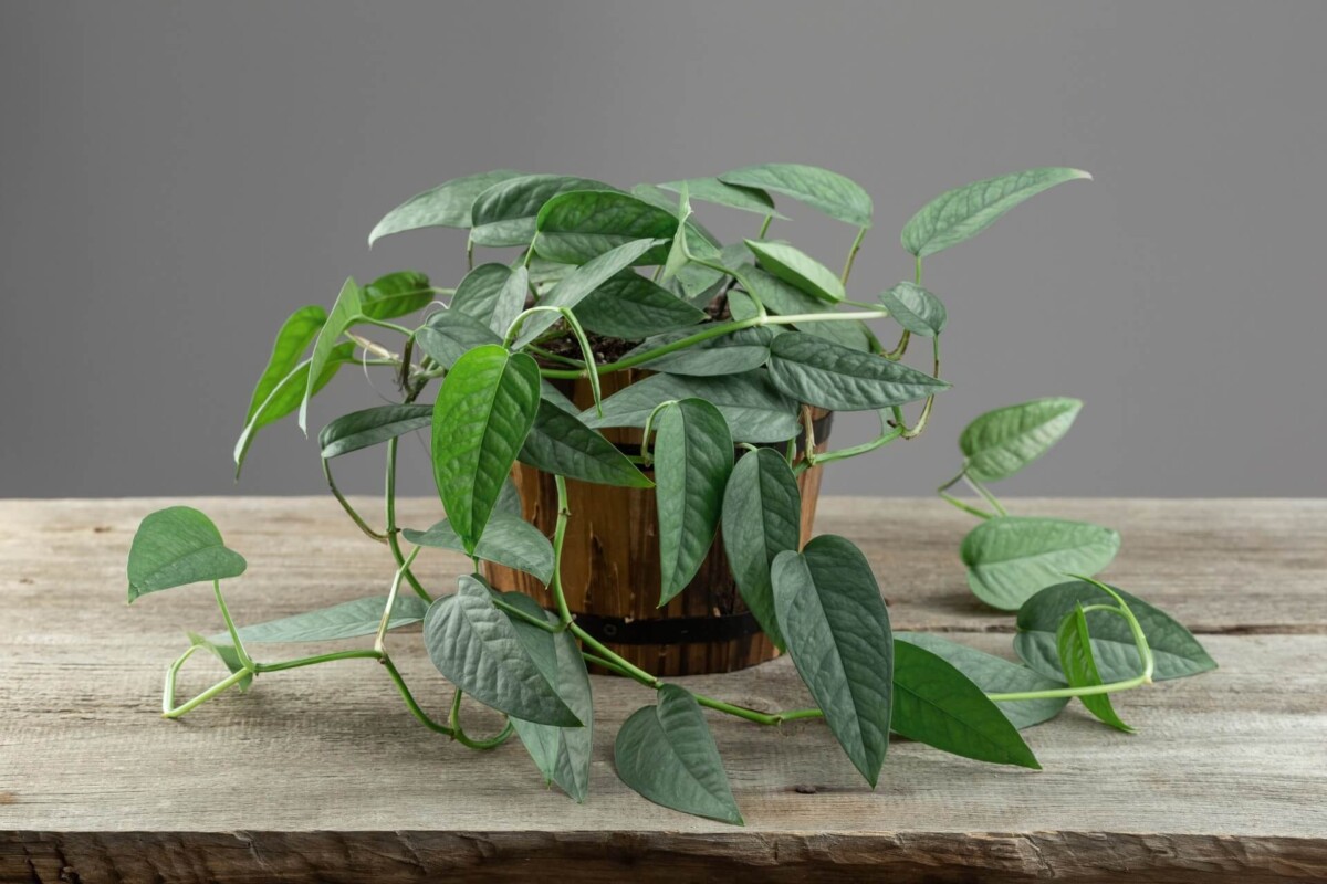 15 Types of Pothos That Are Very Easy to Grow Indoors - Trimmed Roots