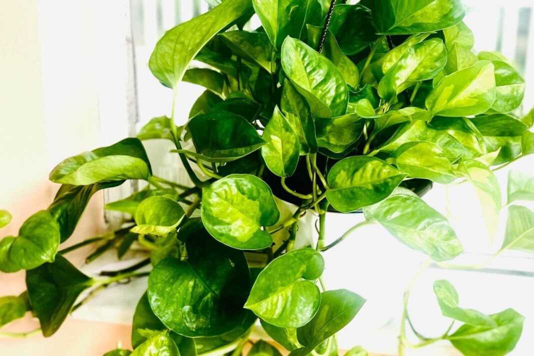 15 Types of Pothos That Are Very Easy to Grow Indoors - Trimmed Roots