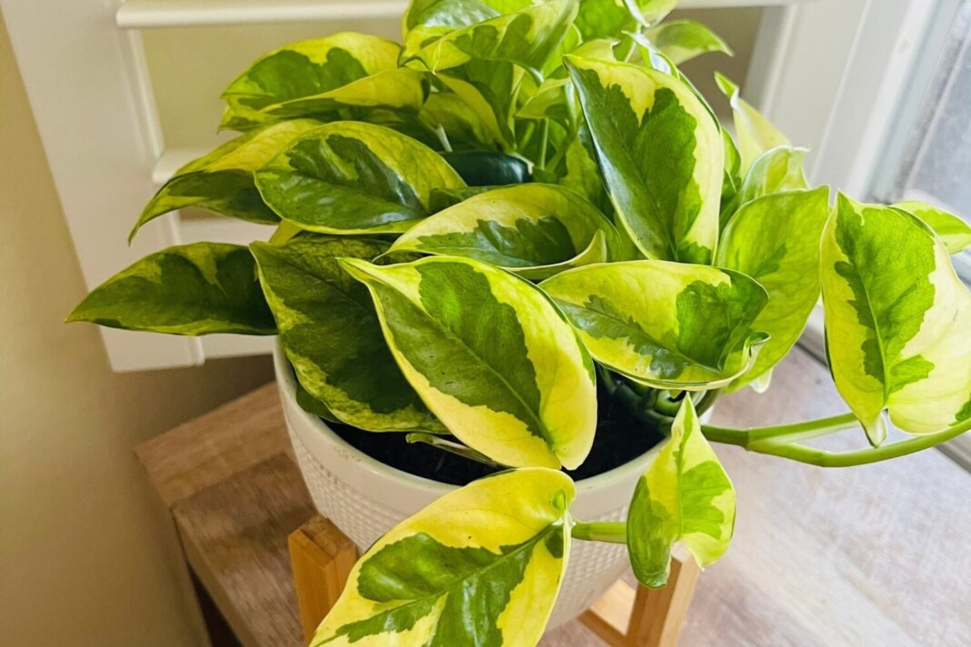 15 Types of Pothos That Are Very Easy to Grow Indoors - Trimmed Roots
