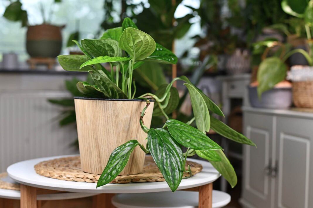 How to Grow and Care for Monstera Peru - Trimmed Roots