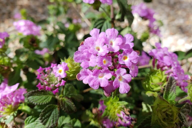 How to Grow and Care for Lantana - Trimmed Roots