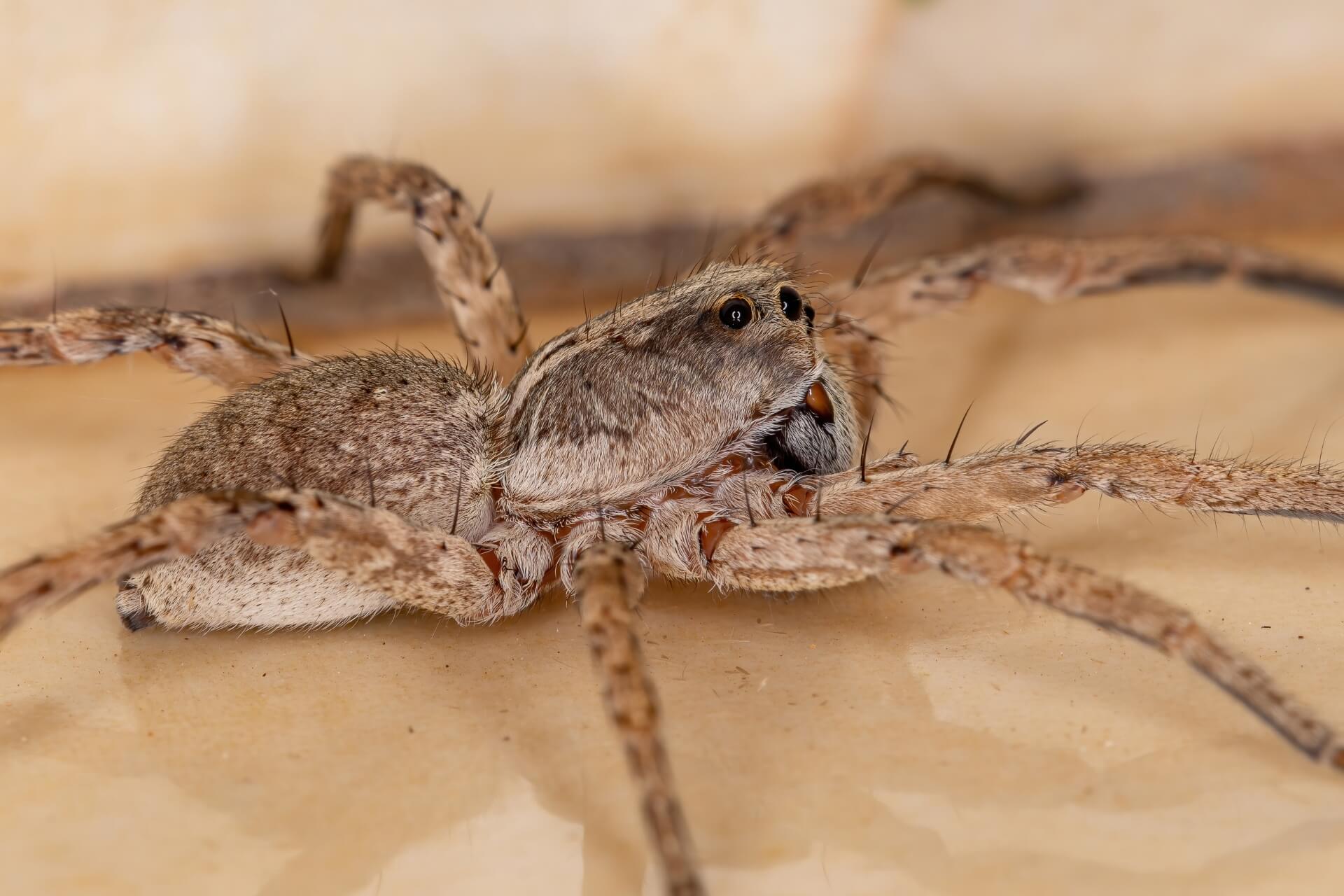 10 Most Common Household Spiders in the US - Trimmed Roots