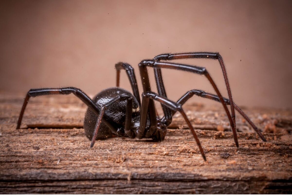 10 Most Common Household Spiders in the US - Trimmed Roots