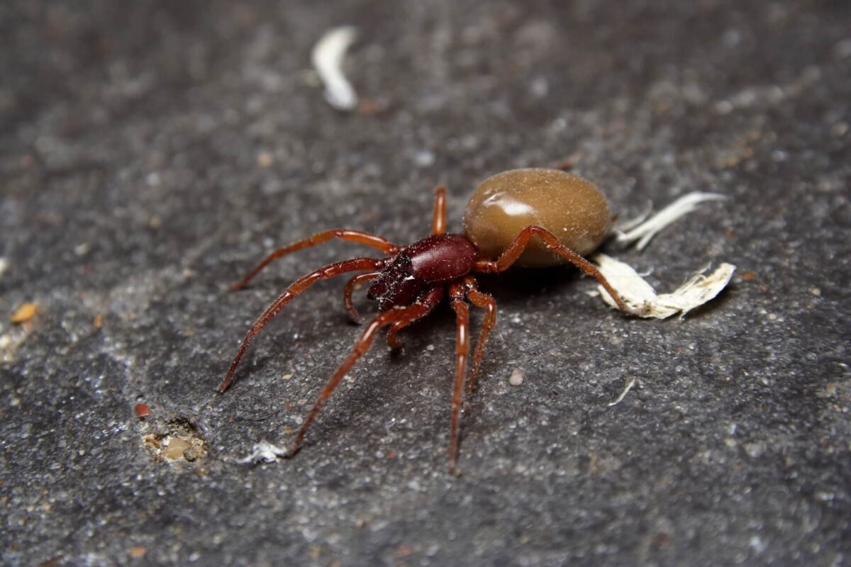 10 Most Common Household Spiders in the US - Trimmed Roots