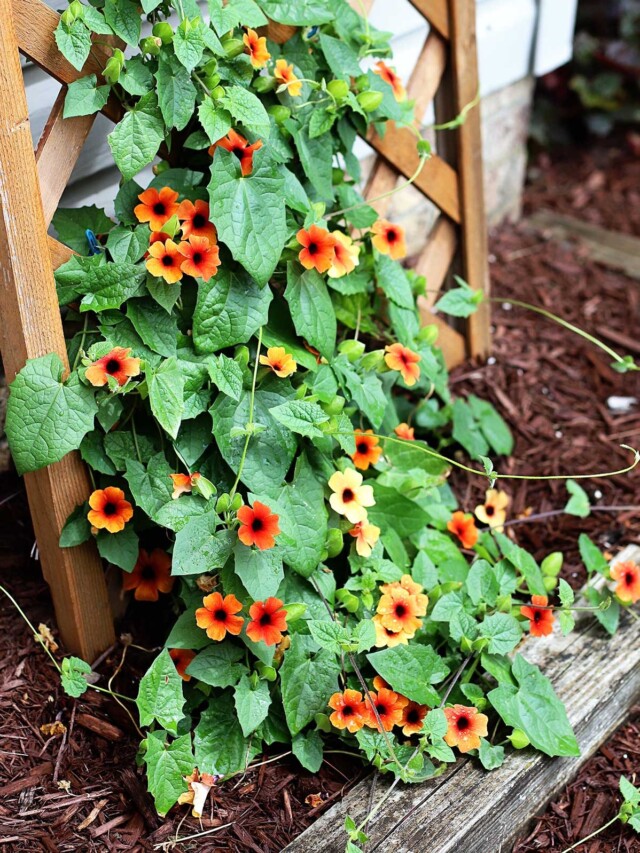 10 Beautiful Vines to Transform Your Arches and Pergolas