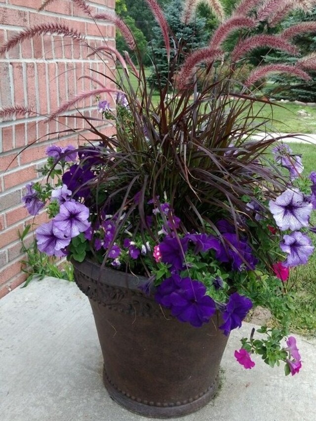 10 Great Fountain Grasses to Grow in Containers