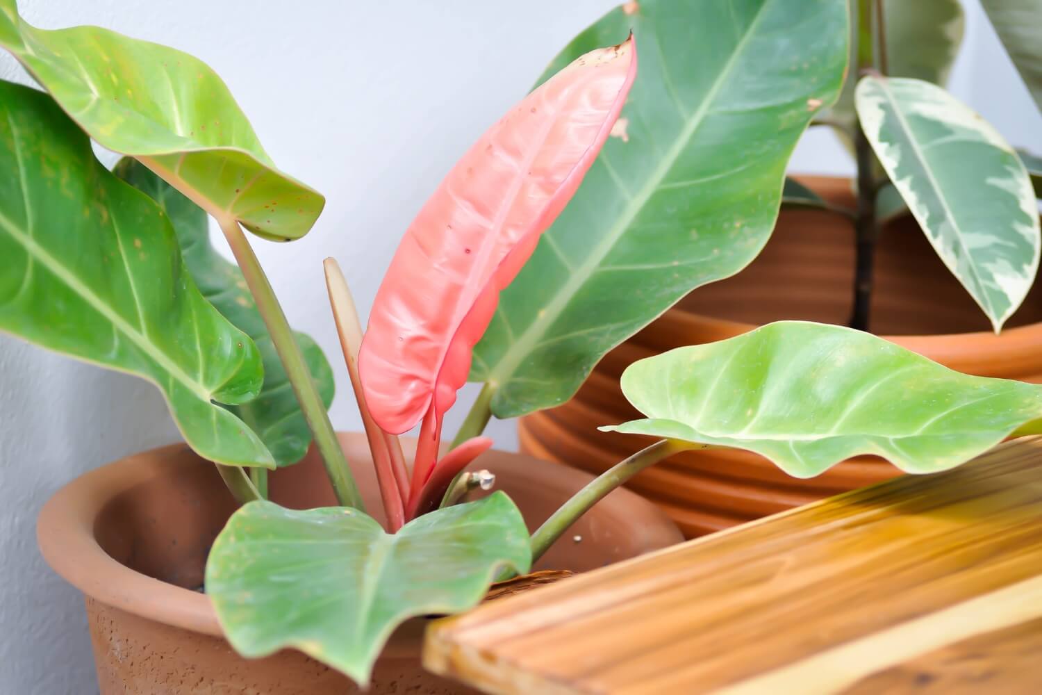 How to Grow and Care for Philodendron - Trimmed Roots