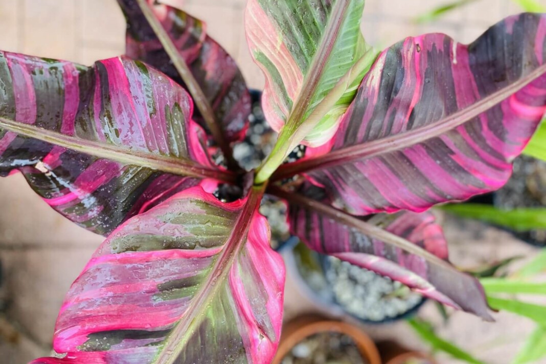 Banana Tree: Indoor Plant Care & Growing Guide - Trimmed Roots