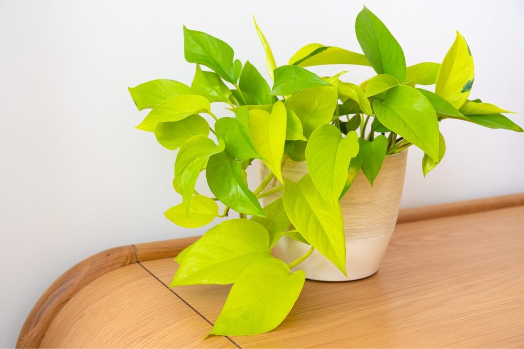 15 Types of Pothos That Are Very Easy to Grow Indoors - Trimmed Roots