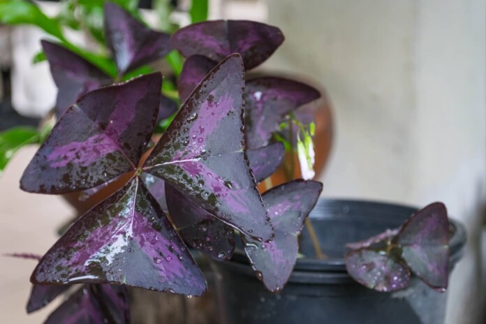 How to Grow and Care for Oxalis - Trimmed Roots