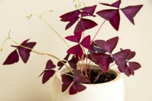 How to Grow and Care for Oxalis - Trimmed Roots
