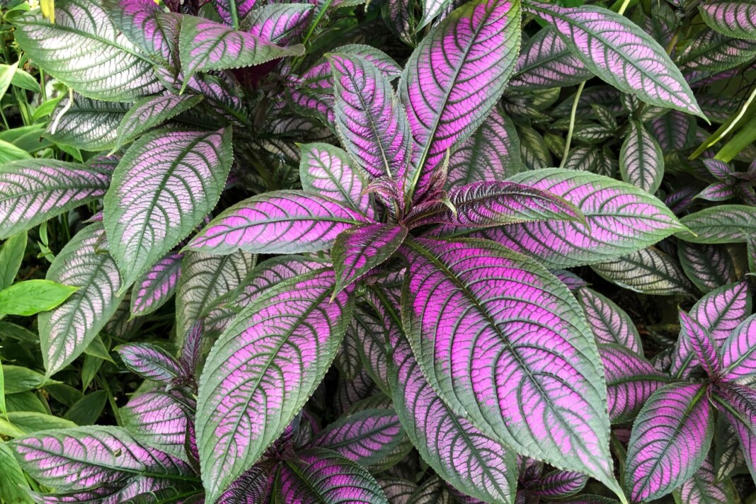 Persian Shield: How to Grow and Care With Success - Trimmed Roots