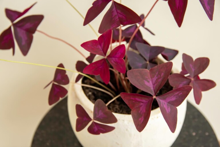 How to Grow and Care for Oxalis - Trimmed Roots
