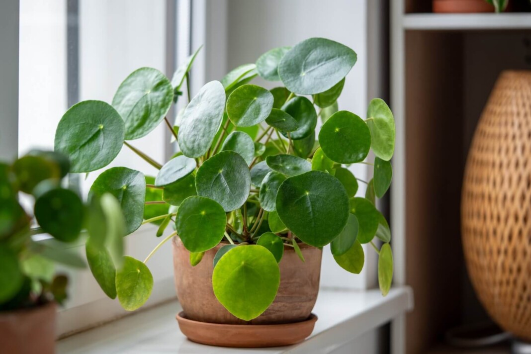 Chinese Money Plant: How to Care for Pilea Peperomioides - Trimmed Roots