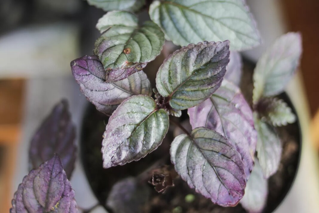 19 Beautiful Purple Houseplants To Liven Up Your Home - Trimmed Roots