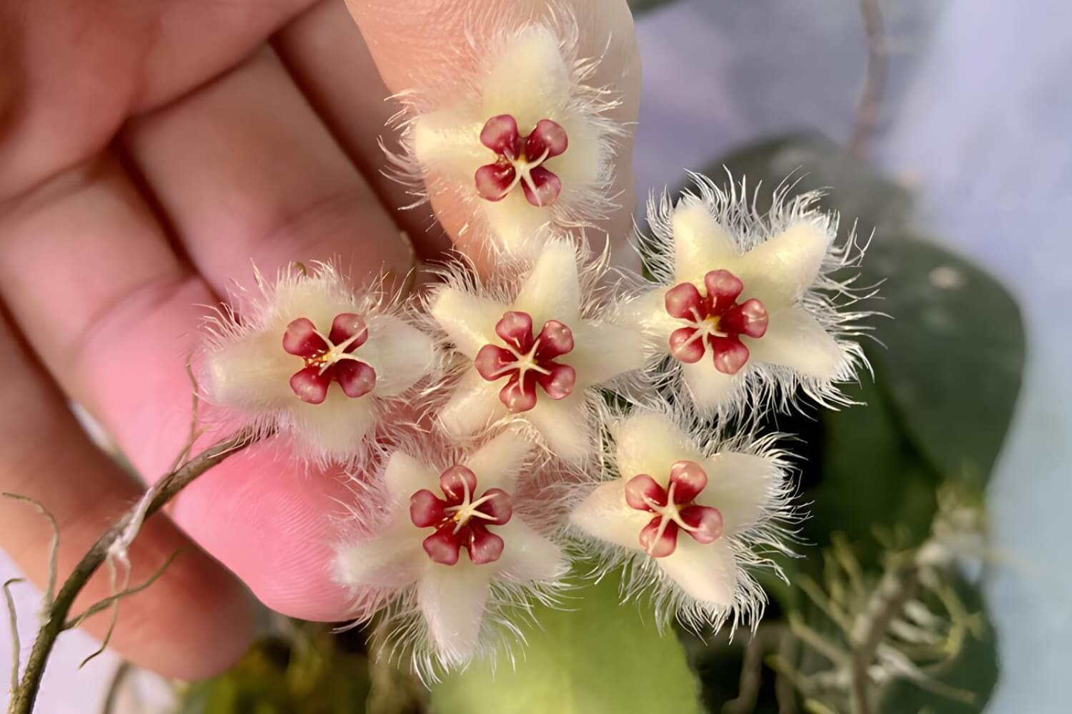 11 Gorgeously Rare Plants for Your Home - Trimmed Roots