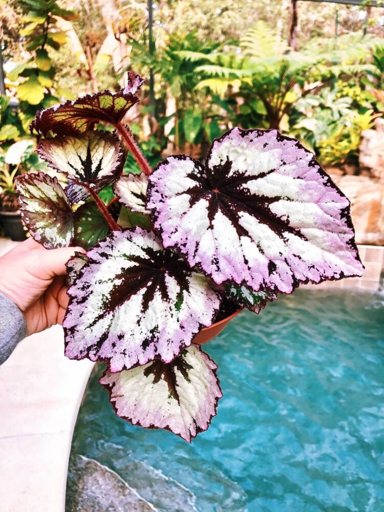 19 Beautiful Purple Houseplants To Liven Up Your Home - Trimmed Roots