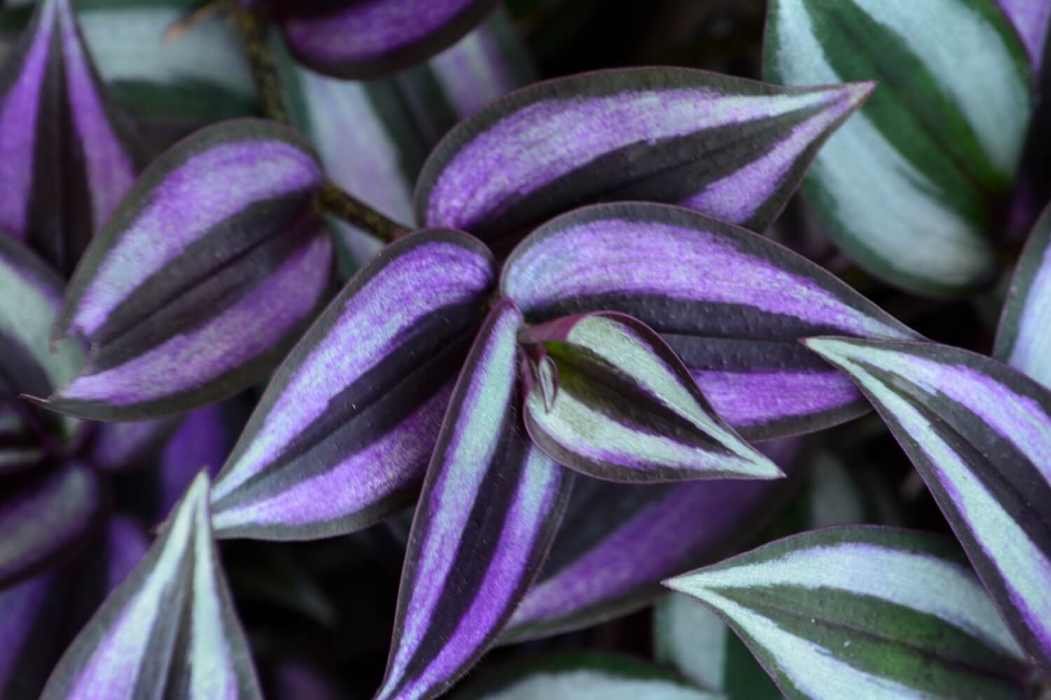 Spiderwort: Indoor Plant Care & Growing Guide - Trimmed Roots
