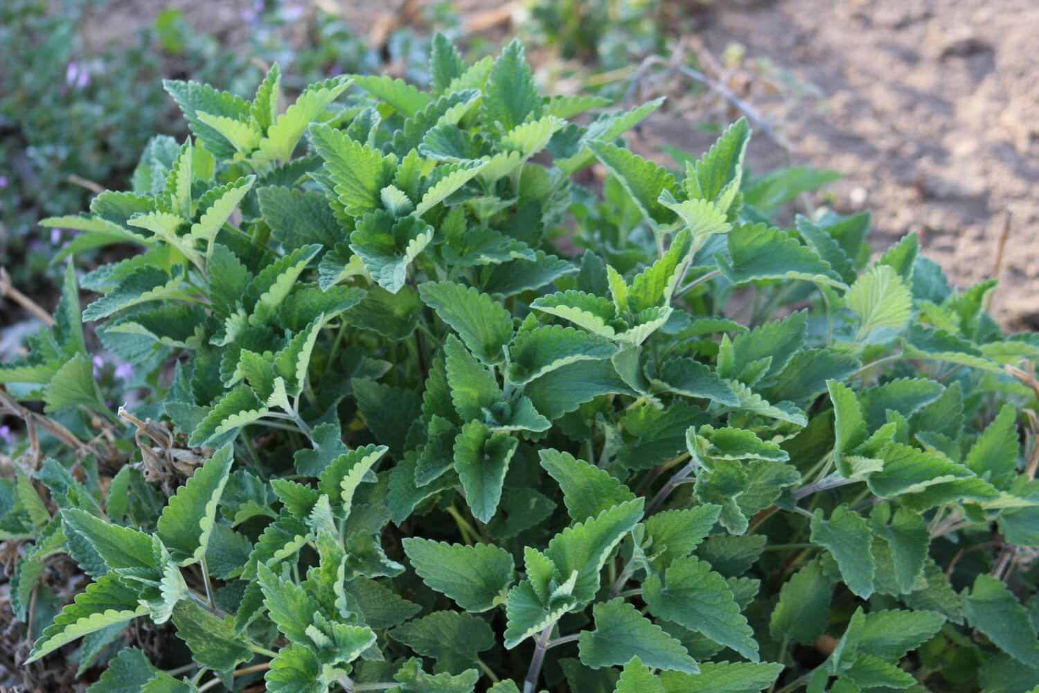 10 Plants That Repel Unwanted Bugs and Mosquitoes - Trimmed Roots