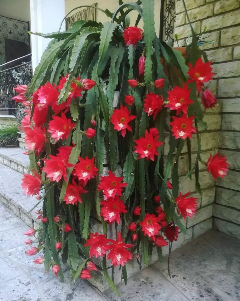 Growing Orchid Cacti: How to Care for Epiphyllum Indoors - Trimmed Roots