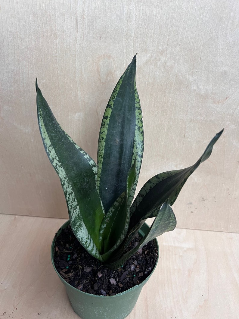 Sansevieria Silver Flame Complete Care Guide - Trimmed Roots