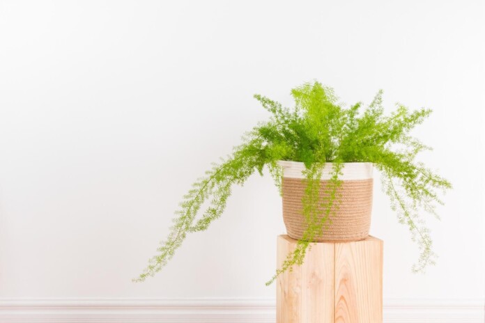 Foxtail Fern: Complete Plant Care And Growing Guide - Trimmed Roots