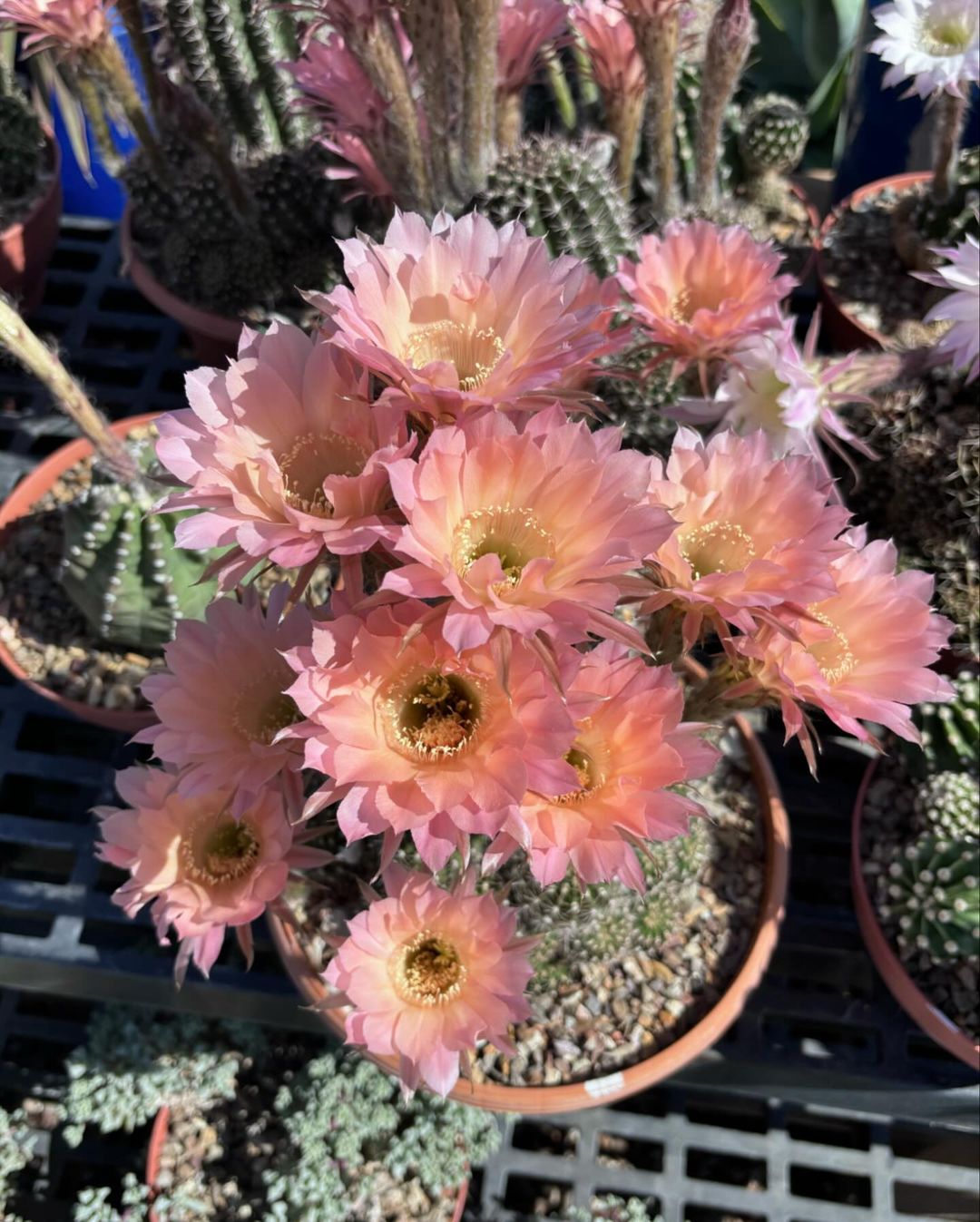 Easter Lily Cactus: Care Tips for Fragrant and Stunning Blooms ...