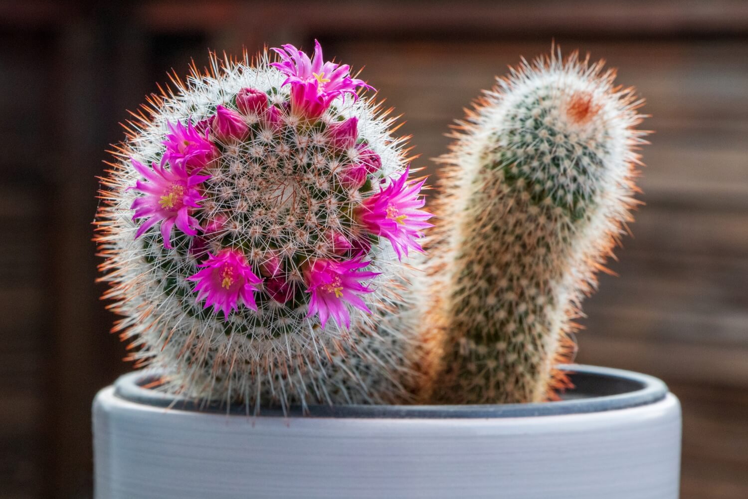 Mammillaria Cactus Care Powder Puff Pincushion Cactus Mammillaria