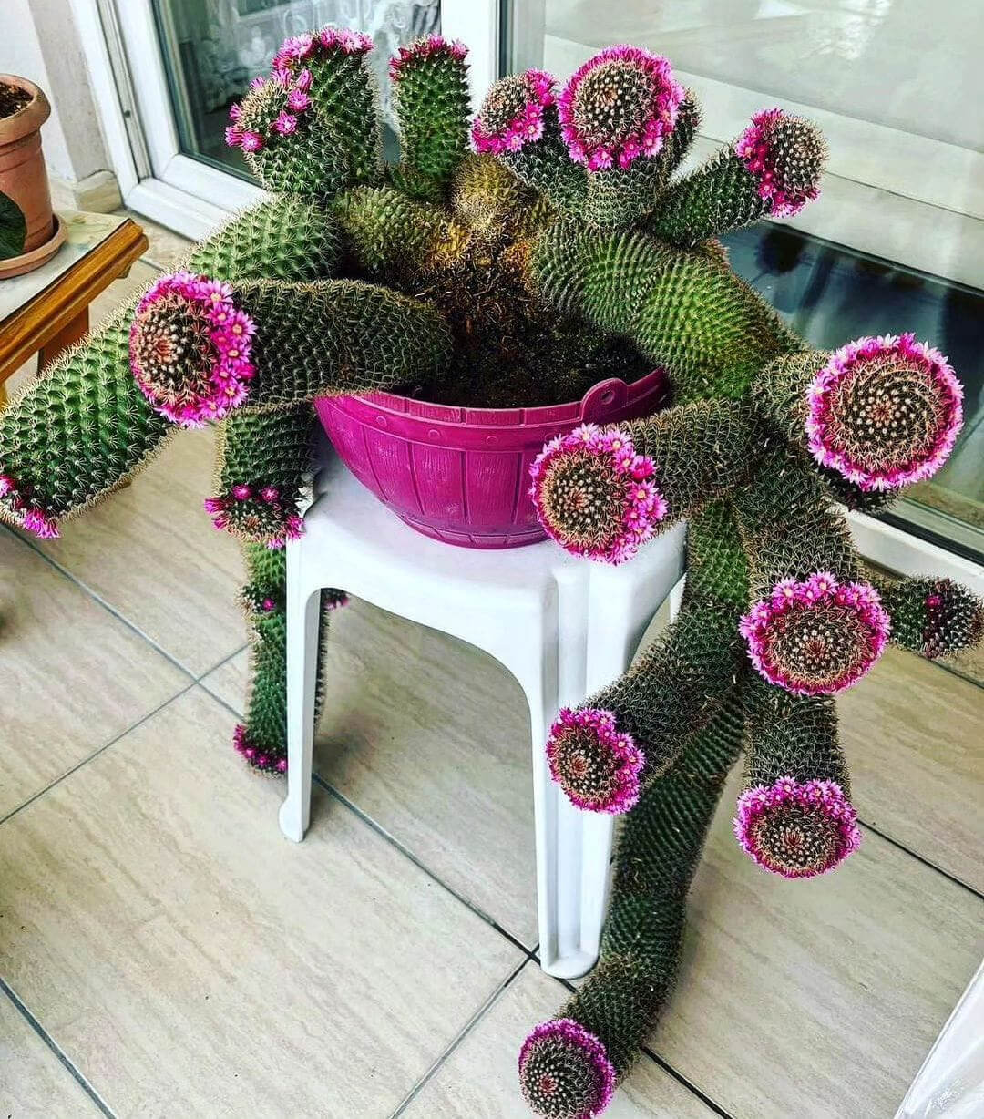 Grow and Care for Mammillaria Cacti: Tips for a Stunning Cactus ...