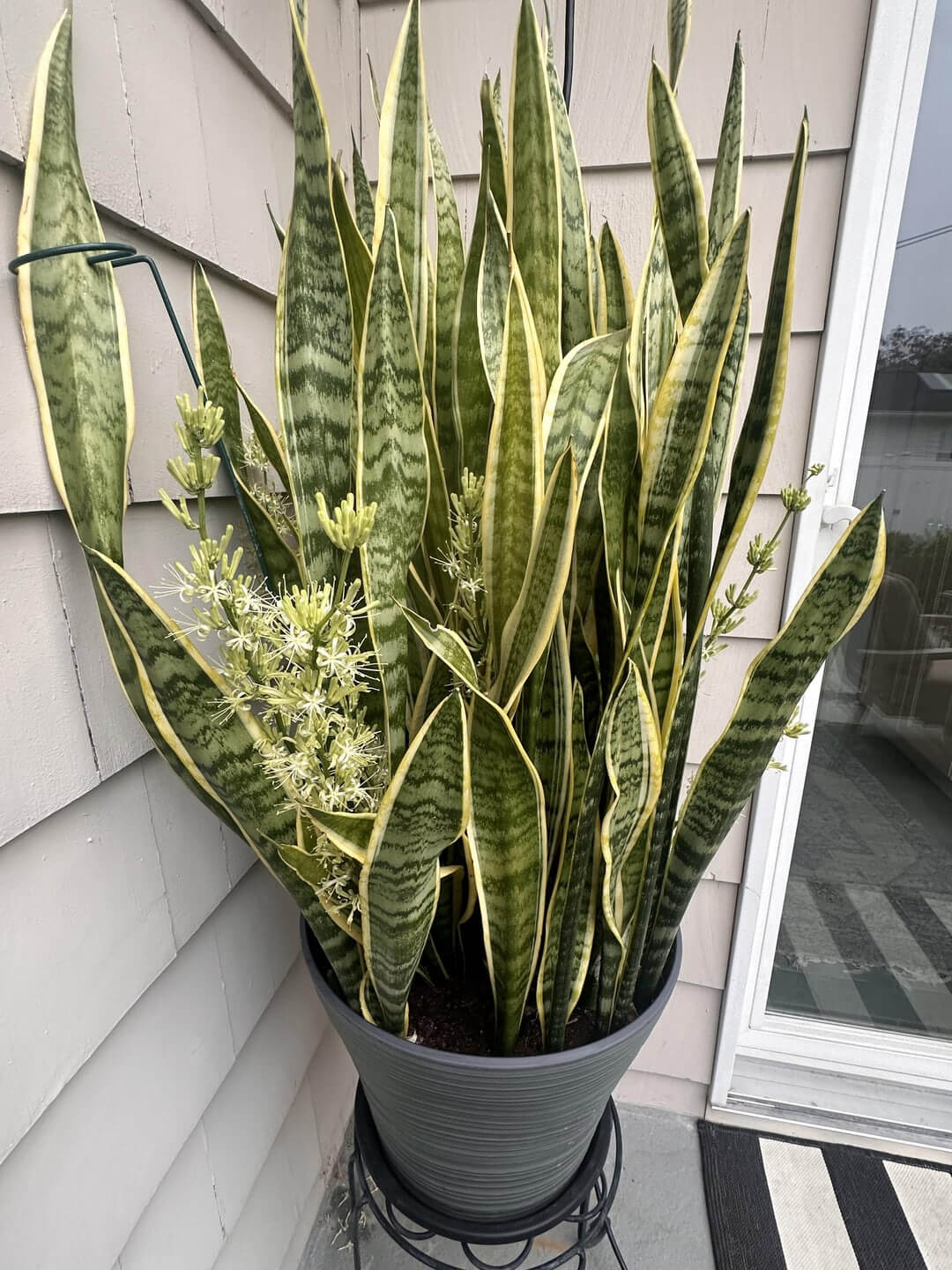 Snake Plant Care: Complete Guide to Growing and Maintaining this Indoor ...