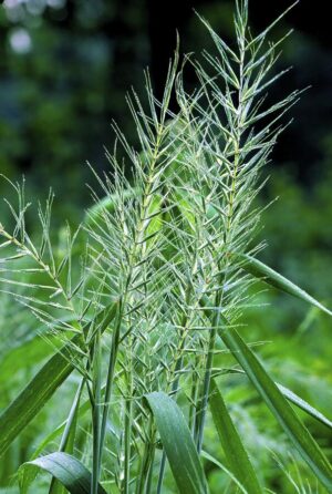 15 Ornamental Grasses to Bring Texture and Depth to Your Garden ...