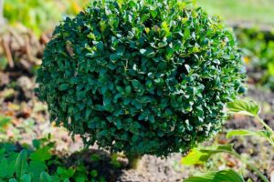 10 Small Evergreen Shrubs to Grow for Year-Round Curb Appeal - Trimmed ...