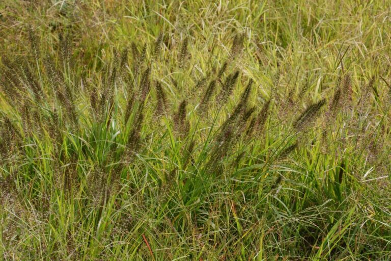 15 Ornamental Grasses to Bring Texture and Depth to Your Garden ...
