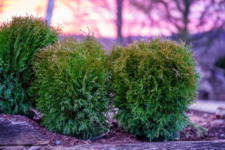 10 Small Evergreen Shrubs to Grow for Year-Round Curb Appeal - Trimmed ...