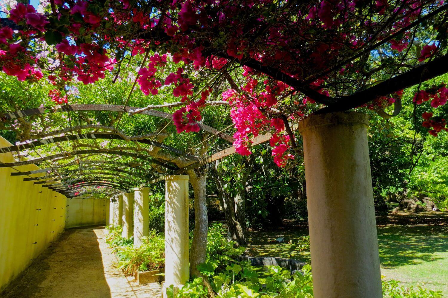 13 Flowering Vines That Make Pergolas and Arbors Look Amazing - Trimmed ...