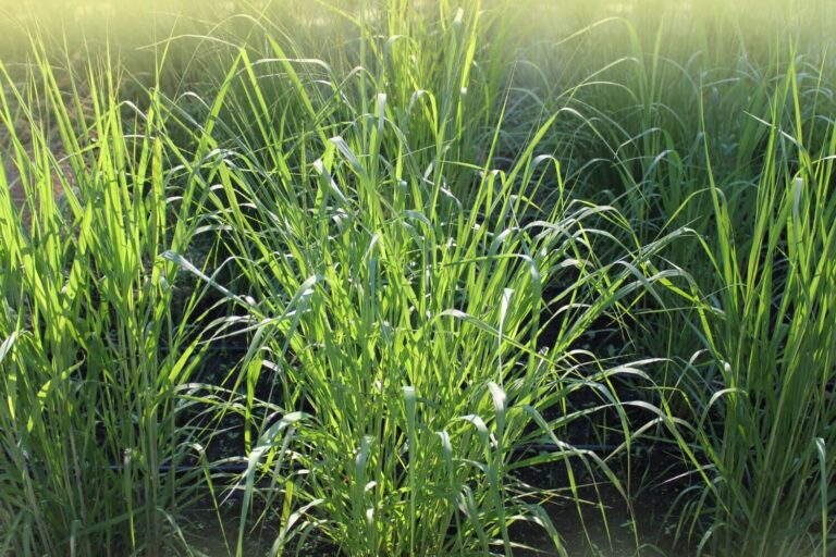 15 Ornamental Grasses to Bring Texture and Depth to Your Garden ...