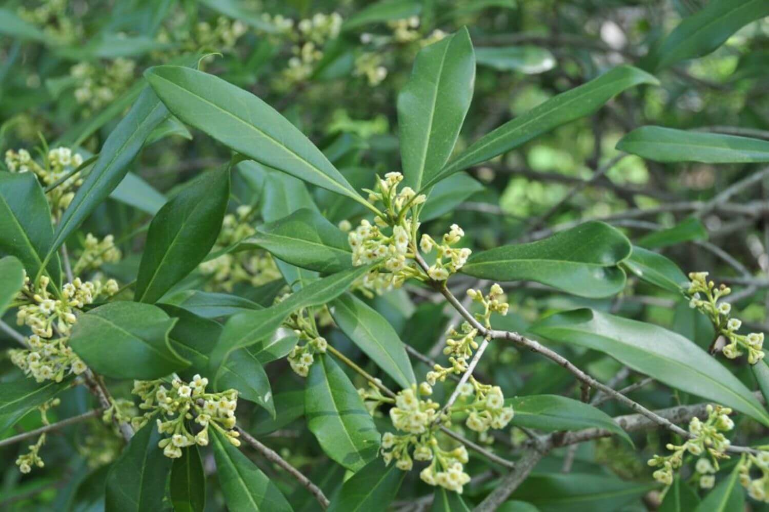 10 Fast-Growing Evergreen Shrubs to Keep Your Yard Green All Year ...