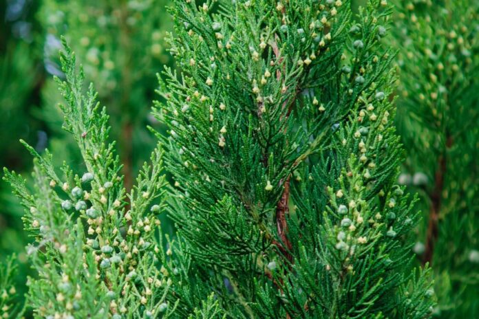 10 Fast-Growing Evergreen Shrubs to Keep Your Yard Green All Year ...