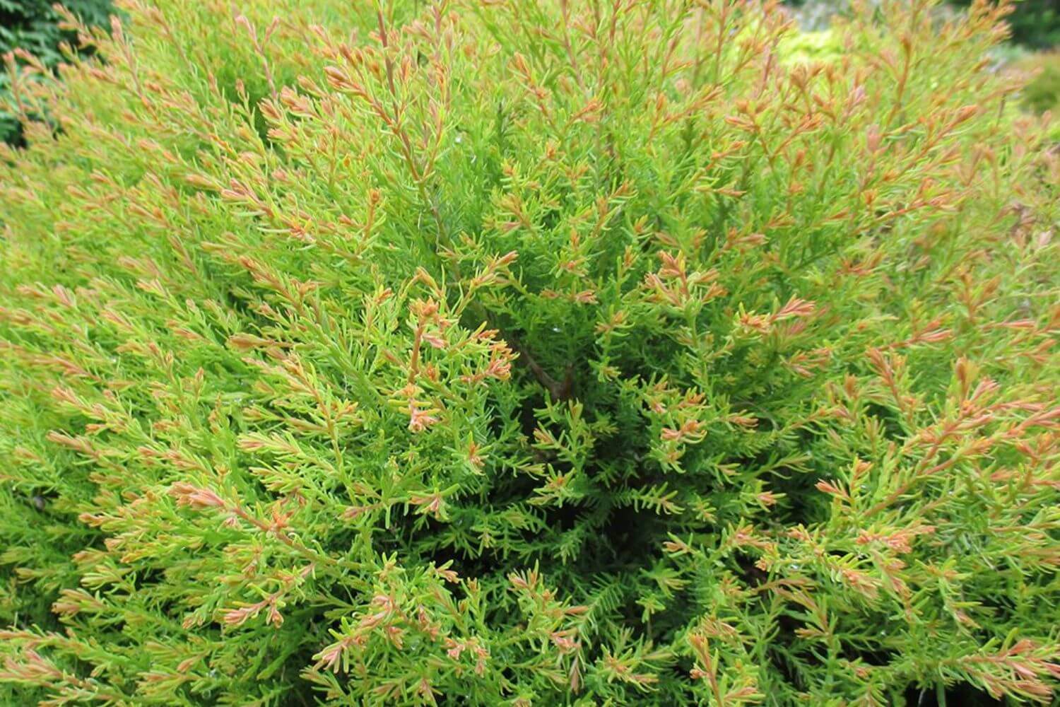 10 Fast-Growing Evergreen Shrubs to Keep Your Yard Green All Year ...