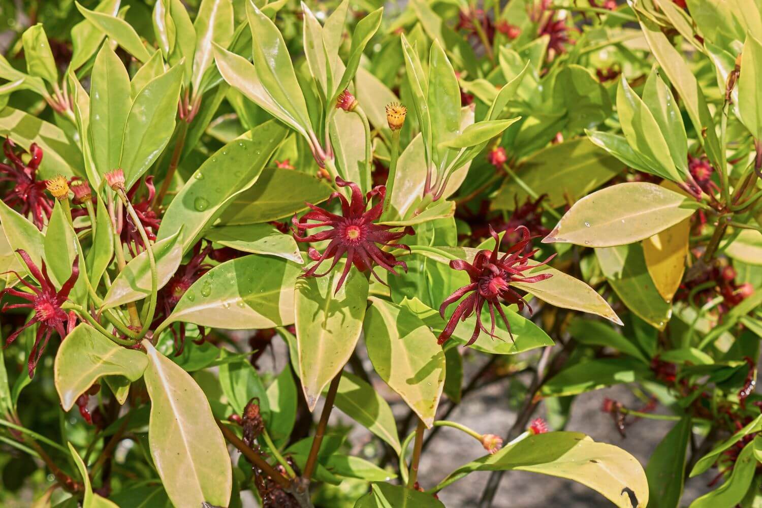 10 Fast-Growing Evergreen Shrubs to Keep Your Yard Green All Year ...