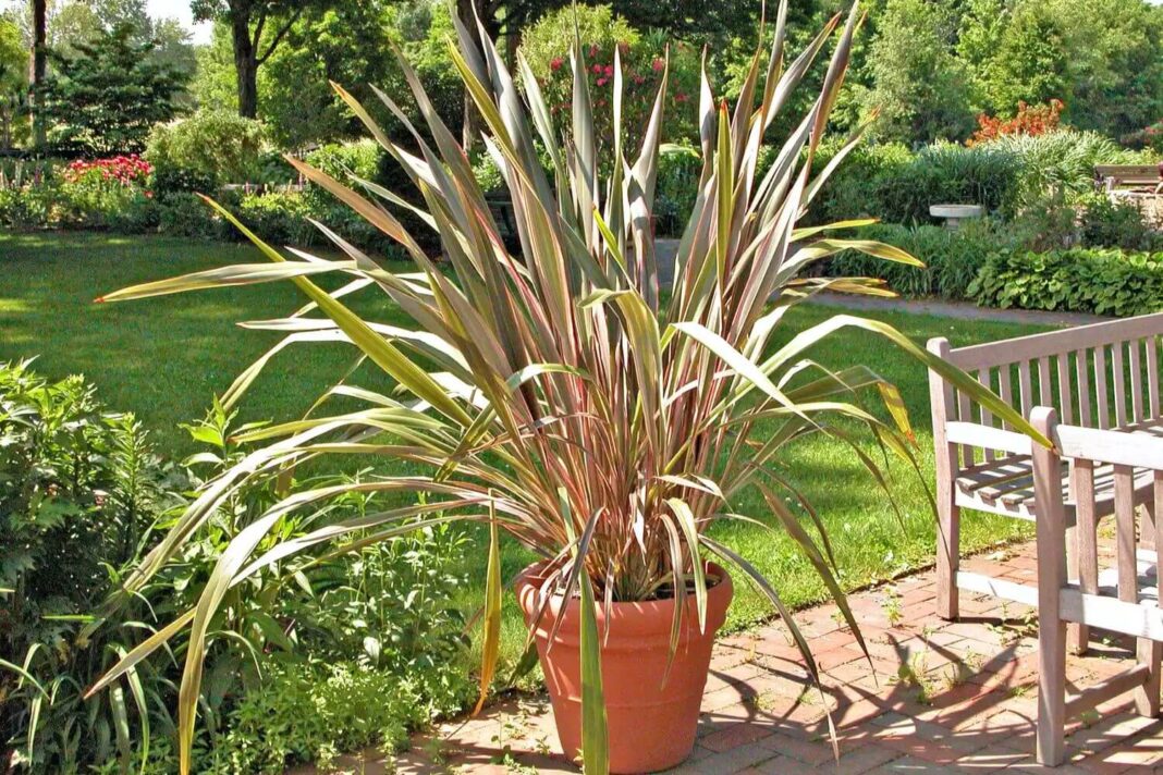 11 Ornamental Indoor Grasses That Look Fresh and Stylish All Year ...