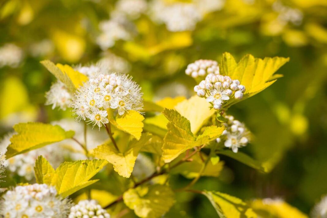 10 Spring Shrubs That Bloom Early and Make Your Yard Shine - Trimmed Roots