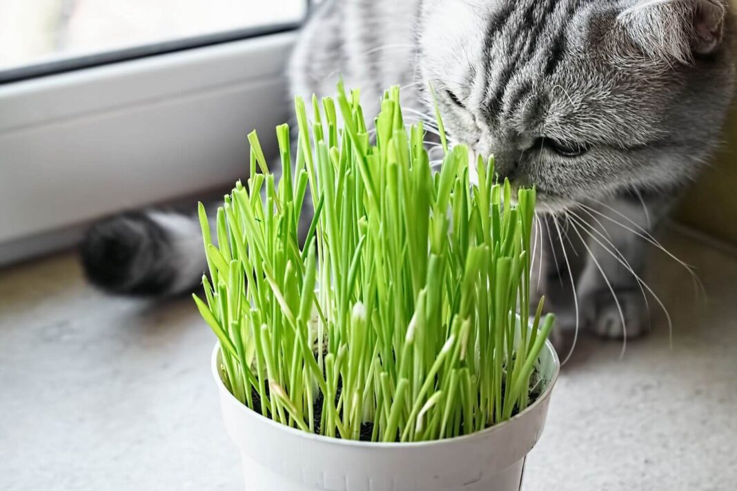 11 Ornamental Indoor Grasses That Look Fresh and Stylish All Year ...