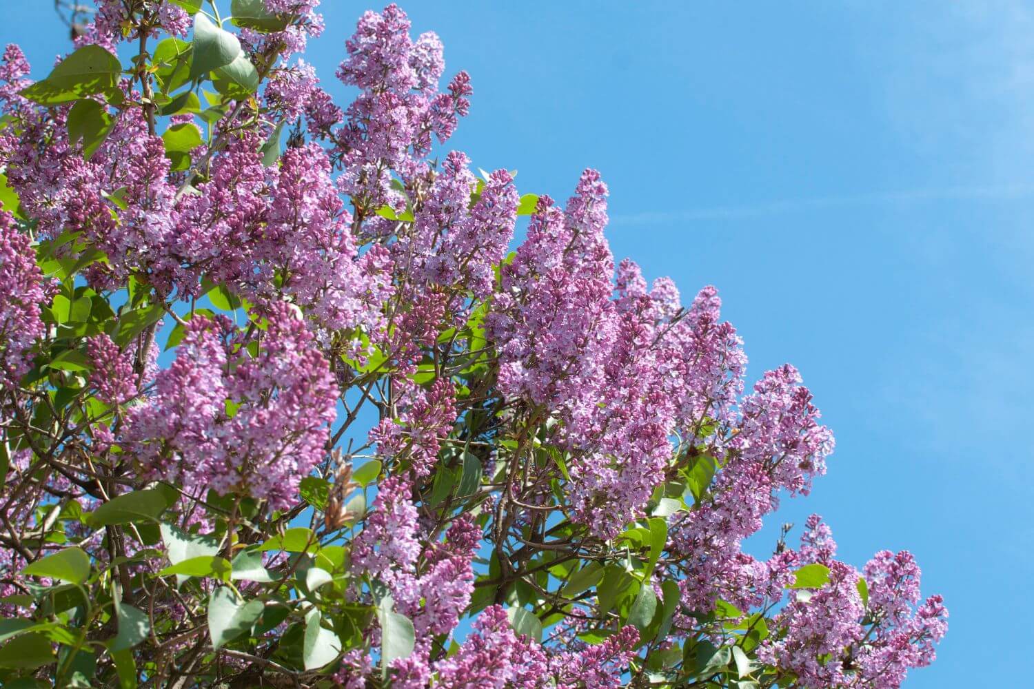 13 Fast Growing Shrubs to Make Your Garden More Private - Trimmed Roots