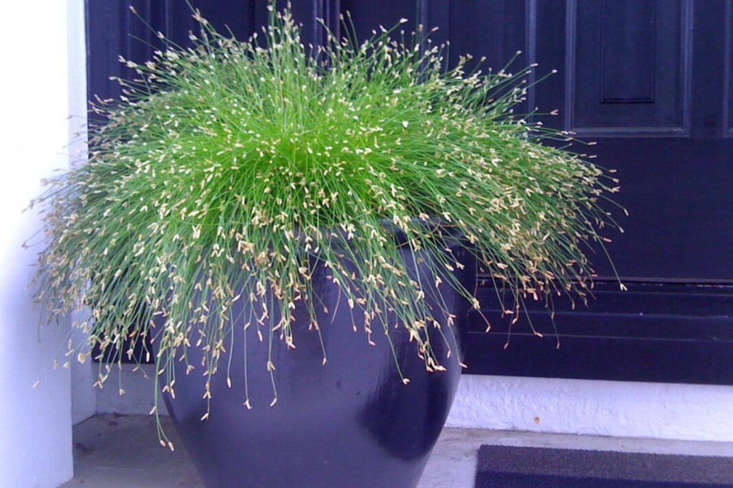 11 Ornamental Indoor Grasses That Look Fresh and Stylish All Year ...