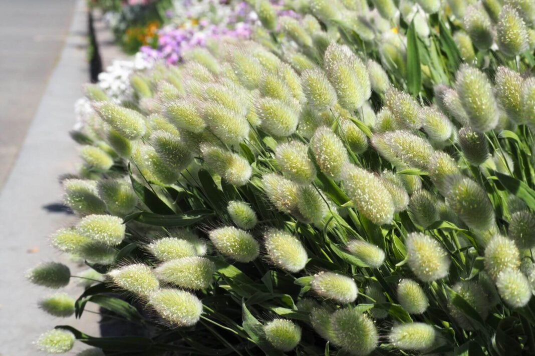 11 Ornamental Indoor Grasses That Look Fresh and Stylish All Year ...