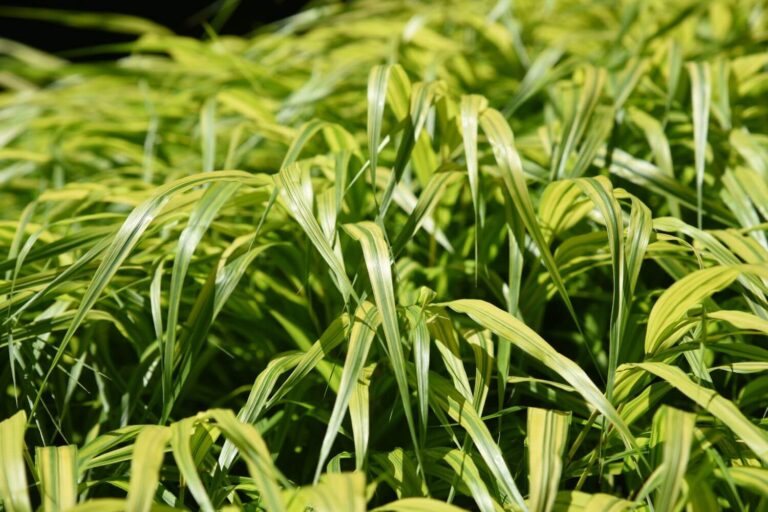 11 Ornamental Indoor Grasses That Look Fresh and Stylish All Year ...
