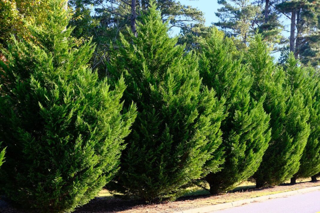 10 Evergreen Trees That Grow Fast and Make Your Yard Look Complete ...