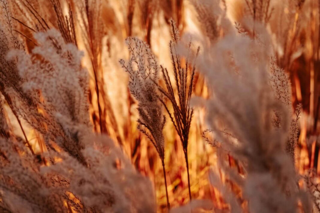 11 Ornamental Indoor Grasses That Look Fresh and Stylish All Year ...