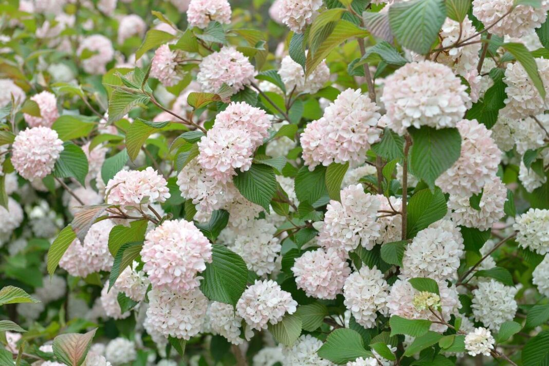 10 Spring Shrubs That Bloom Early and Make Your Yard Shine - Trimmed Roots